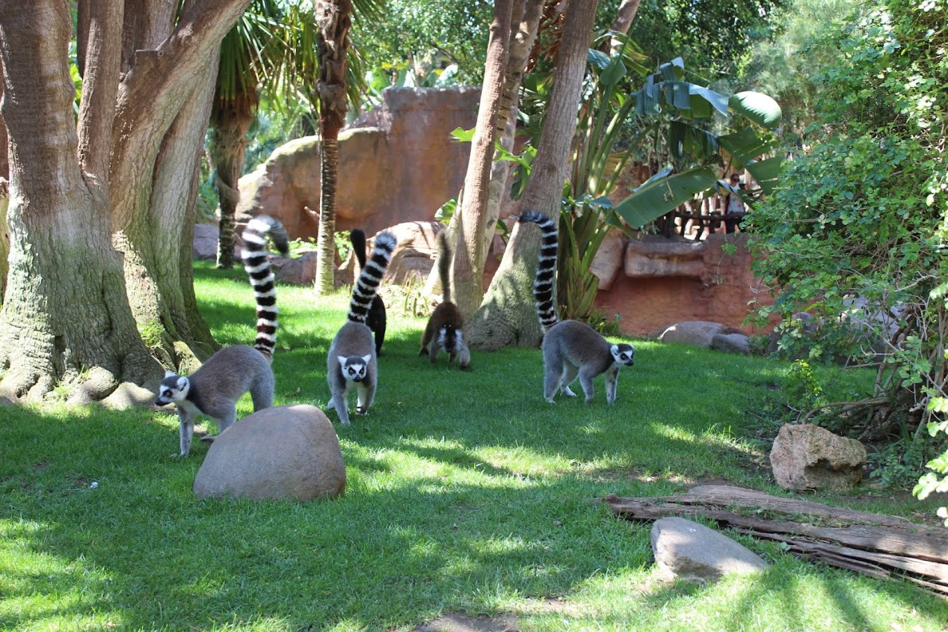 Entradas para Bioparc Fuengirola - Comprar entradas Zoológico